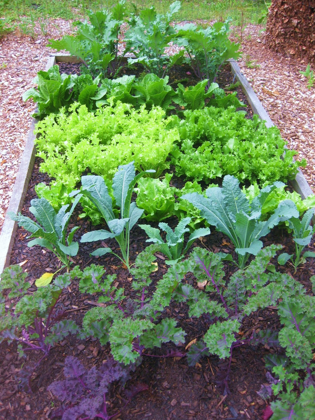 The Easy Kitchen Garden The Easy Kitchen Garden