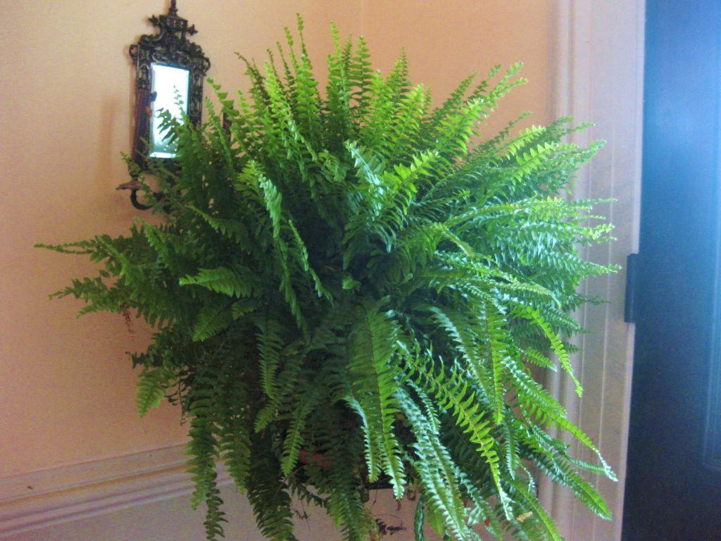How to Divide & Conquer the Boston Fern – Kevin Lee Jacobs