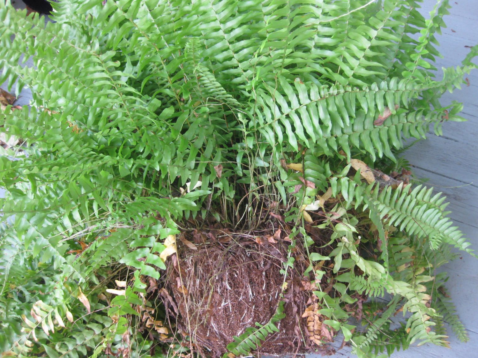 How to Divide & Conquer the Boston Fern – Kevin Lee Jacobs