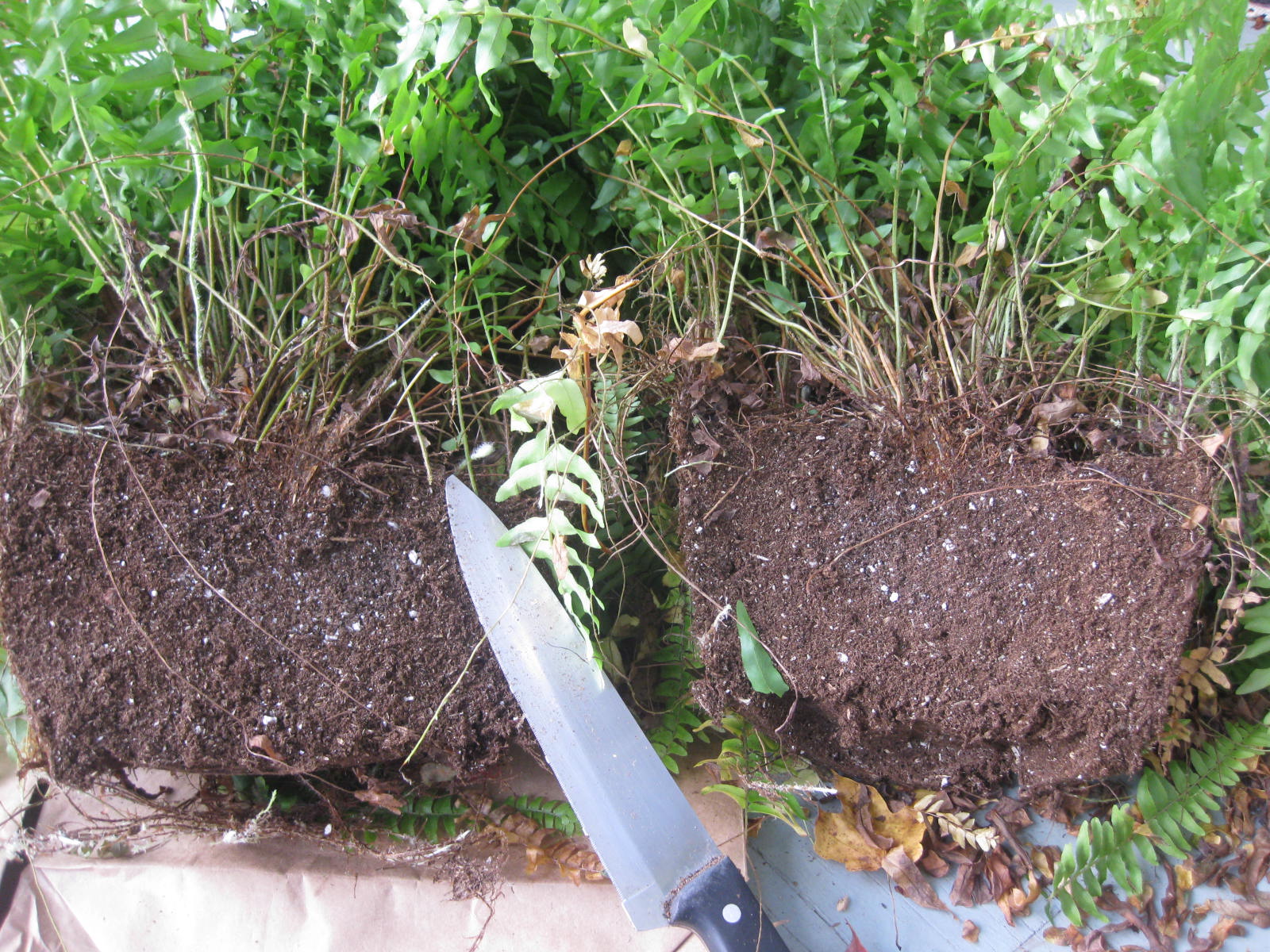 Container gardening 2014-notes | PDF