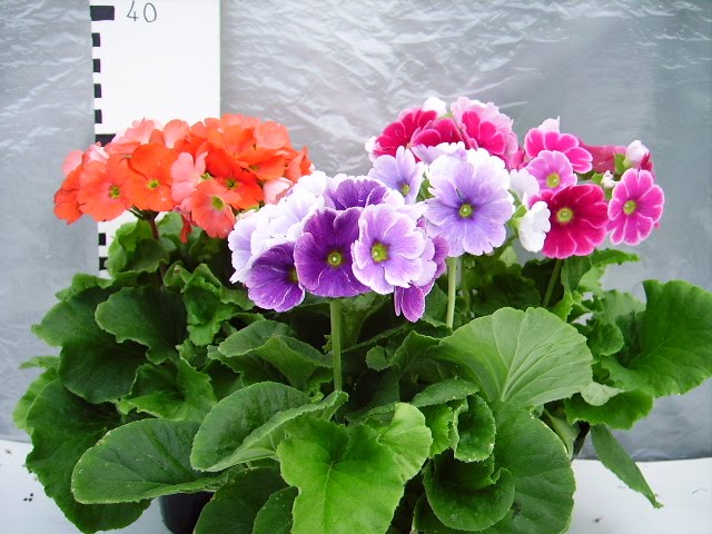German Primrose