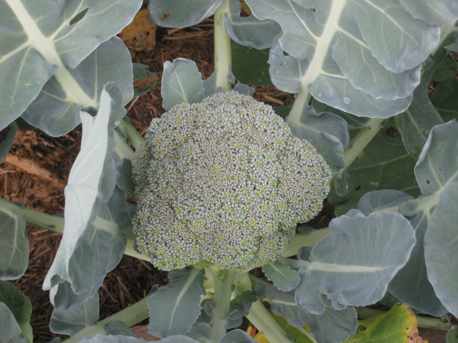 Monsanto, Now in a Bag – Kevin Lee Jacobs