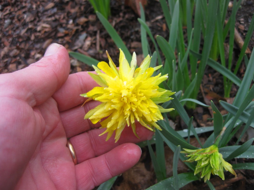 First Aid for Non-Blooming Daffodils – Kevin Lee Jacobs
