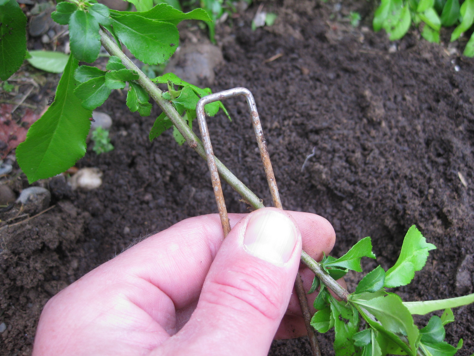 Plant Propagation Layering