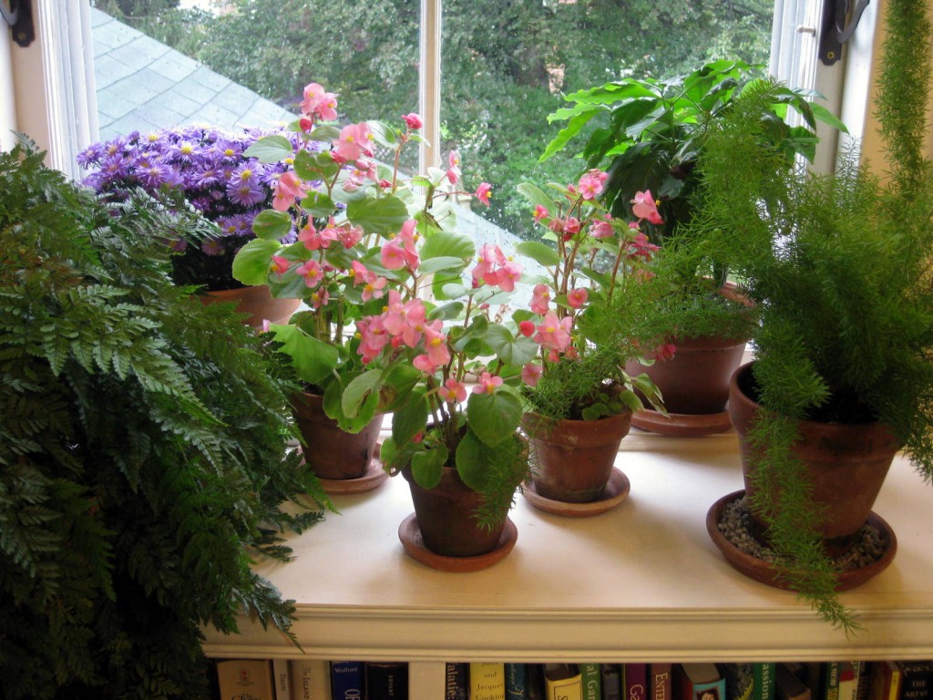 Design a Window Garden! – Kevin Lee Jacobs