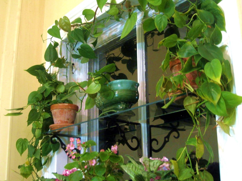 Design a Window Garden! – Kevin Lee Jacobs
