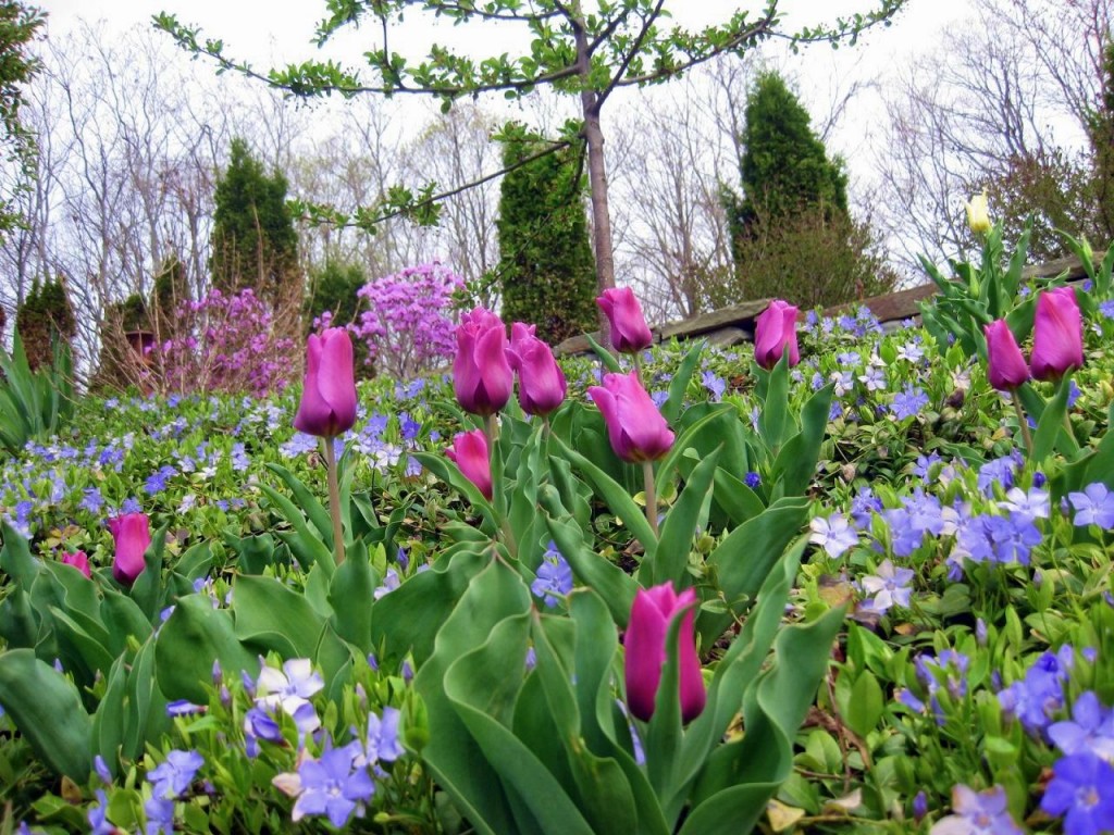 How I Force Tulips for Winter Bloom – Kevin Lee Jacobs