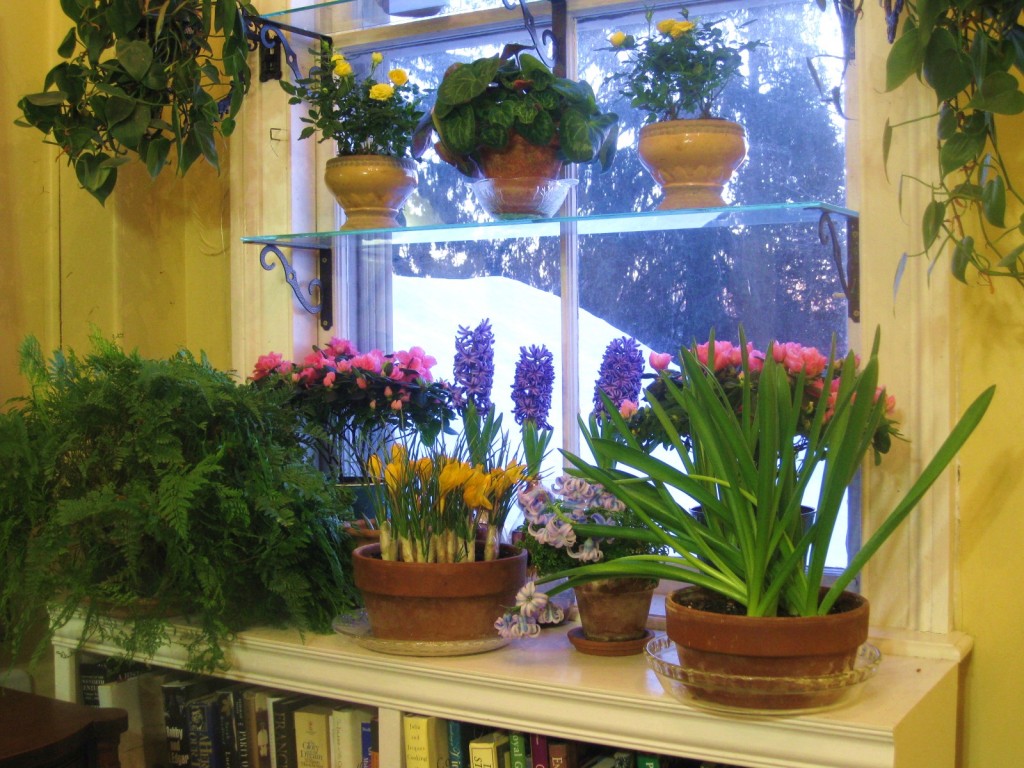 Design a Window Garden! – Kevin Lee Jacobs