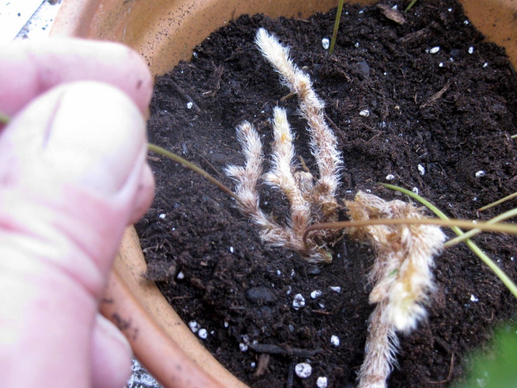 Davallia fejeensis: The Rabbits-foot Fern – Kevin Lee Jacobs