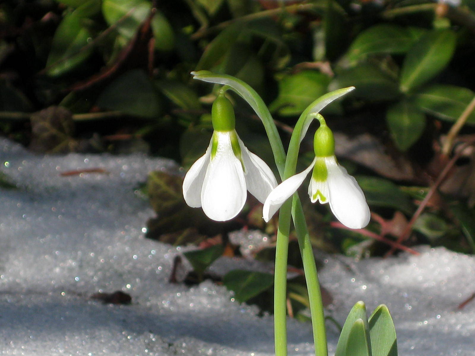 Signs of Life in Early March – Kevin Lee Jacobs