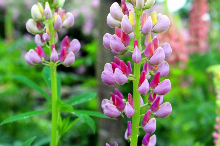 A Late-Spring Garden Tour – Kevin Lee Jacobs