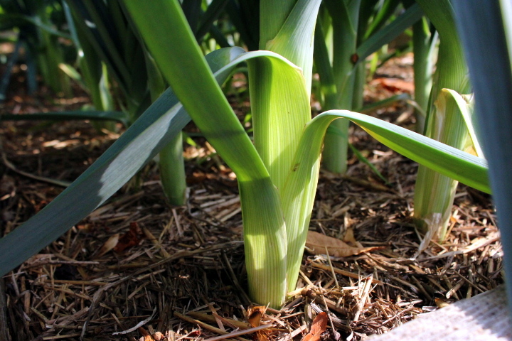 How I Plant and Grow Leeks – Kevin Lee Jacobs