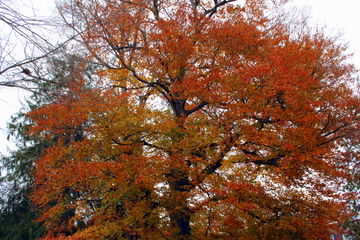 Autumn Clean-Up & A Brief Garden Tour – Kevin Lee Jacobs