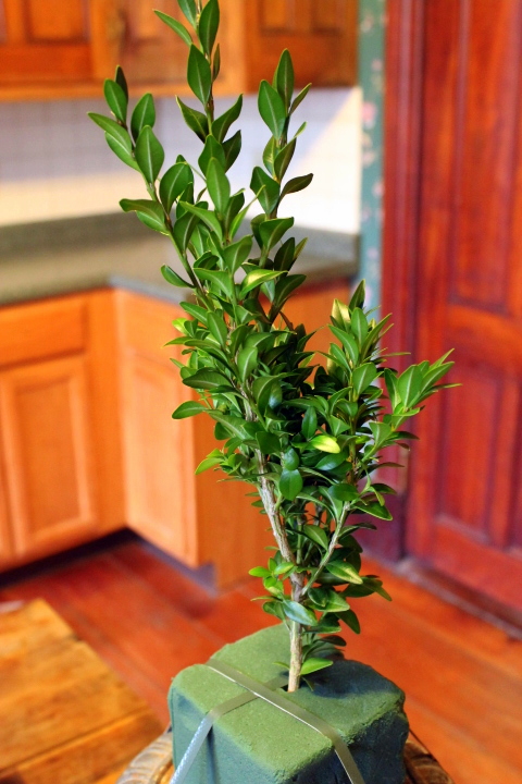 How to Make a Boxwood Tree – Kevin Lee Jacobs