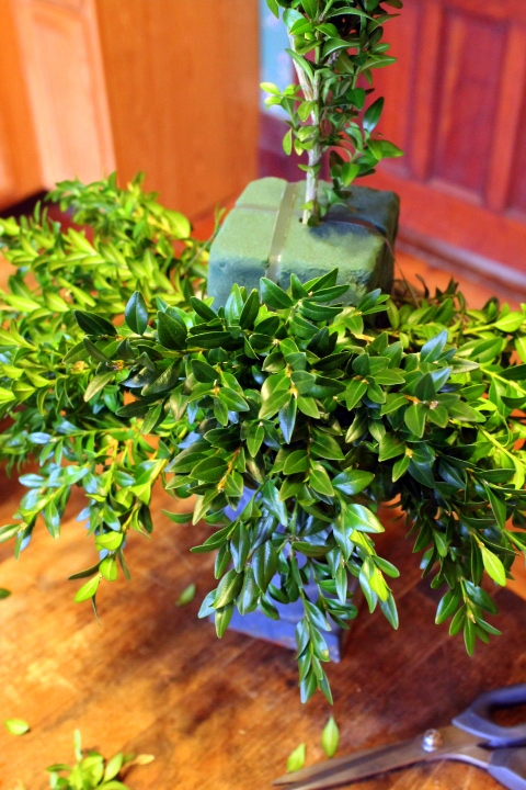 How to Make a Boxwood Tree – Kevin Lee Jacobs