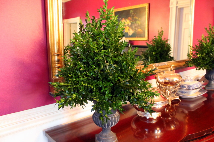 How to Make a Boxwood Tree – Kevin Lee Jacobs