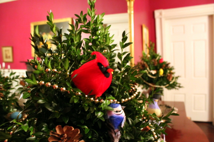 How to Make a Boxwood Tree – Kevin Lee Jacobs