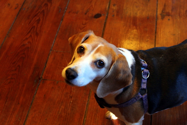 Simple Supper: Sausage, Cabbage, and Sweet Potato – Kevin Lee Jacobs