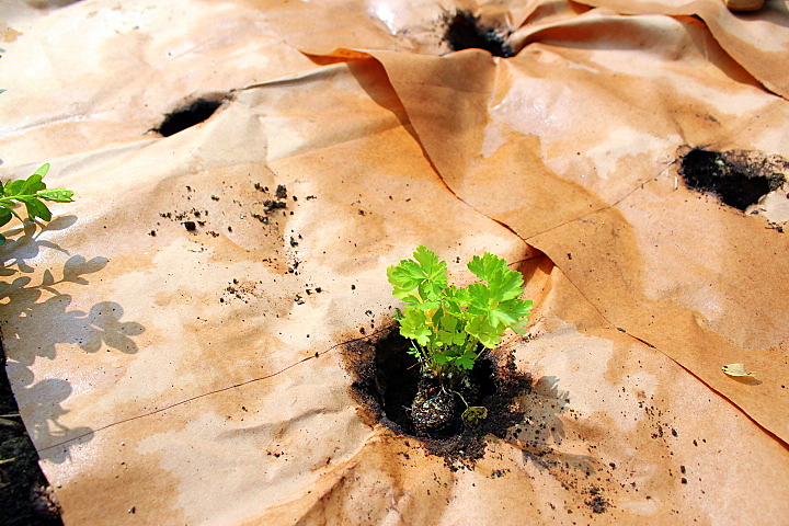 No Weeds: How I Plant Seeds and Seedlings Through Paper – Kevin Lee Jacobs