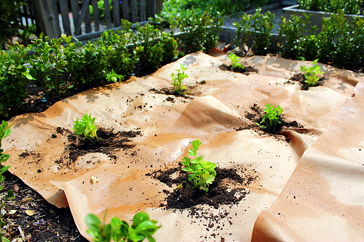 No Weeds: How I Plant Seeds and Seedlings Through Paper – Kevin Lee Jacobs