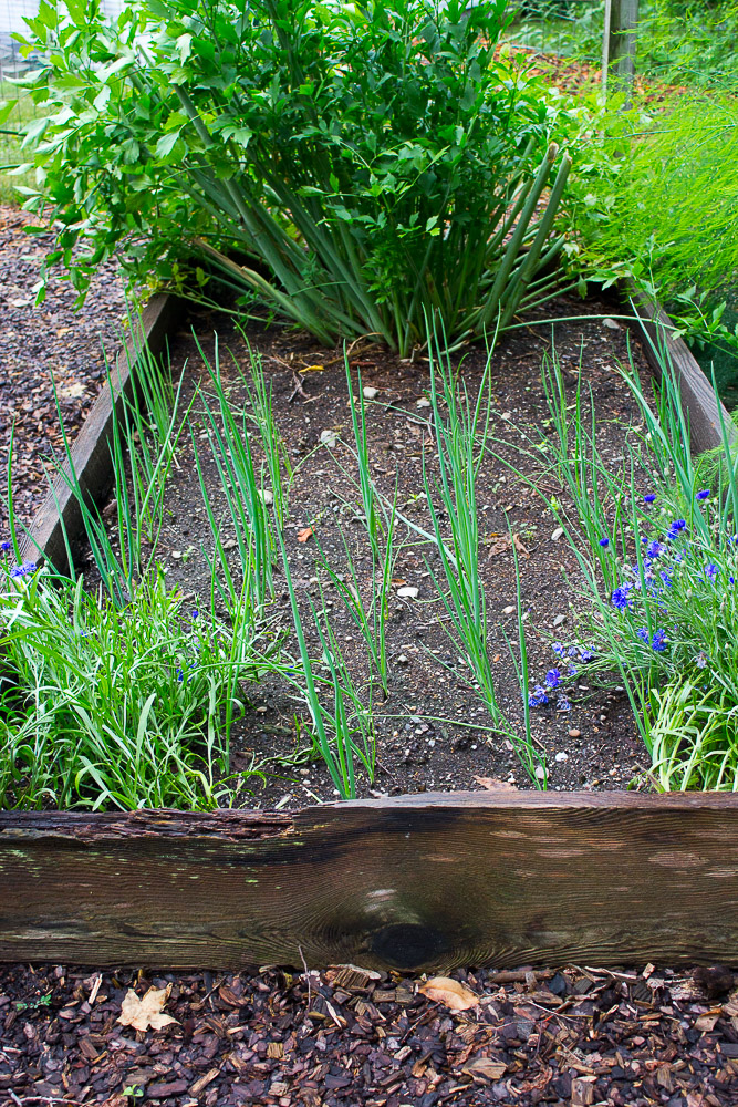 Your July Veggie Garden Report...and Mine – Kevin Lee Jacobs