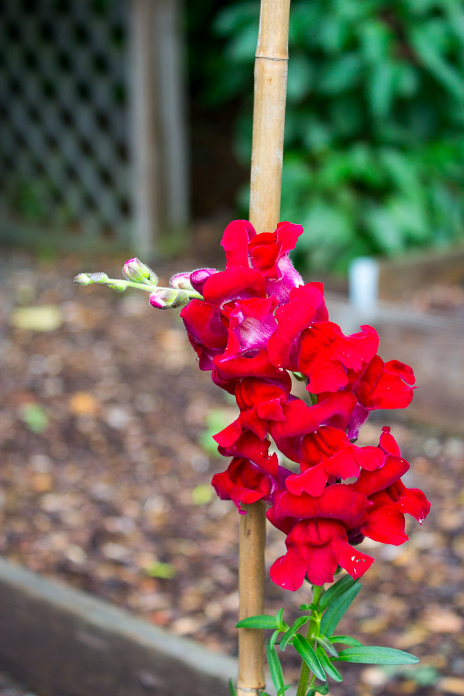 Your July Veggie Garden Report...and Mine – Kevin Lee Jacobs