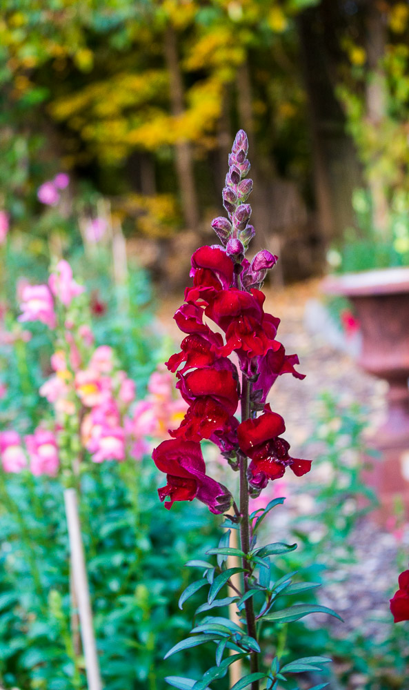 My Garden in Mid-October, 2016 – Kevin Lee Jacobs