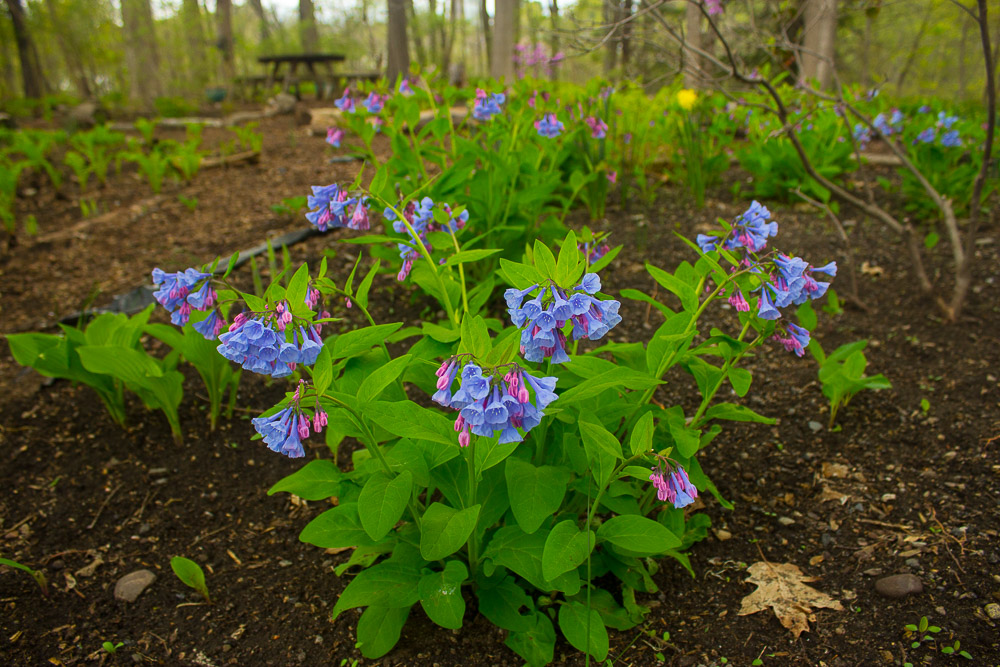 Virtual Garden Tour in Late April – Kevin Lee Jacobs