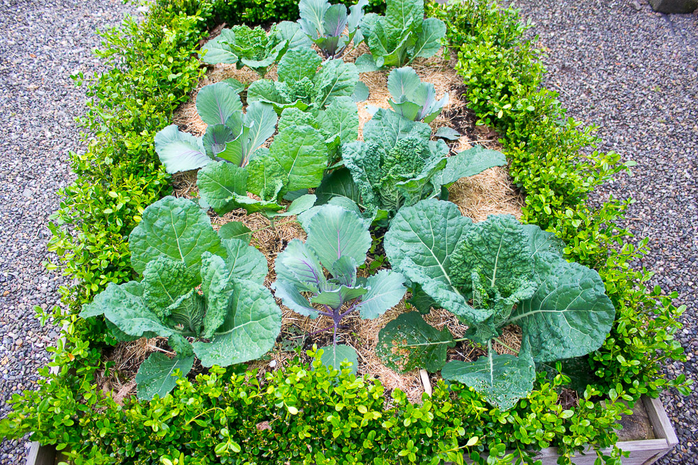 Your June Veggie Garden Report – Kevin Lee Jacobs