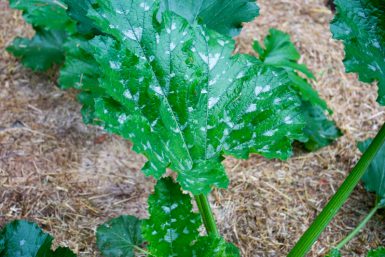 Got Powdery Mildew? Here's Help. – Kevin Lee Jacobs