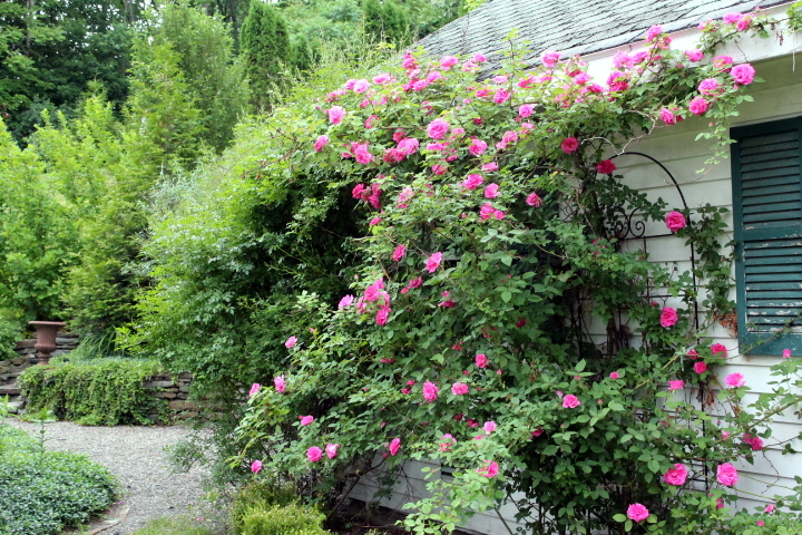 May 2020 Kitchen and Garden Chores – Kevin Lee Jacobs
