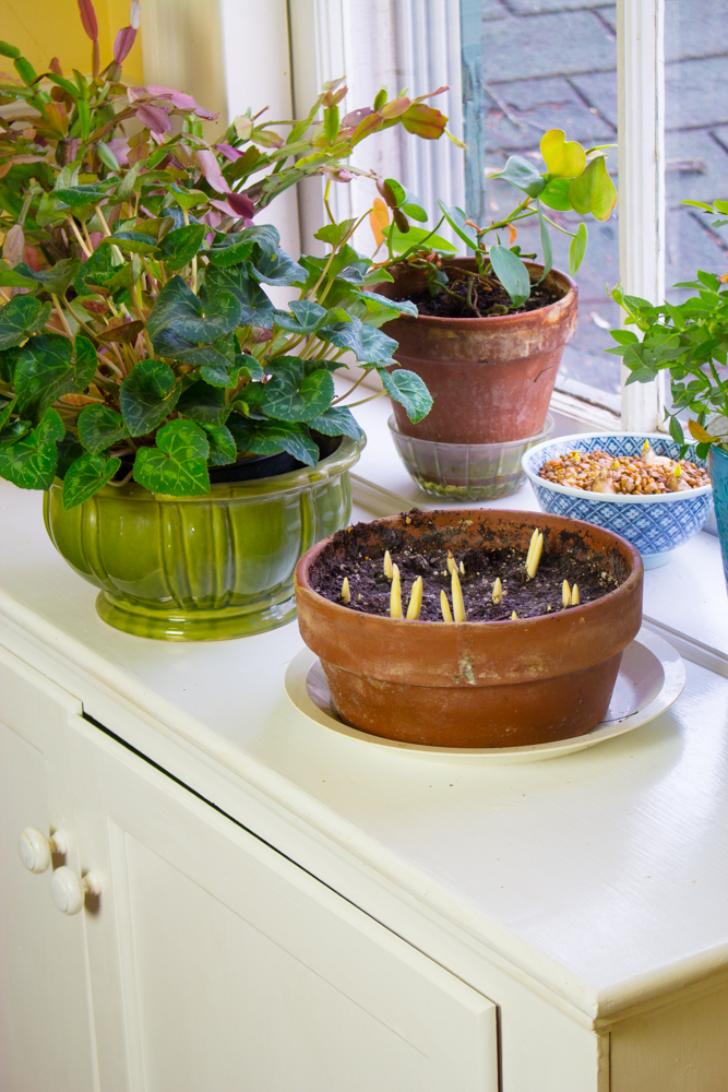 December Window Garden 2019 – Kevin Lee Jacobs