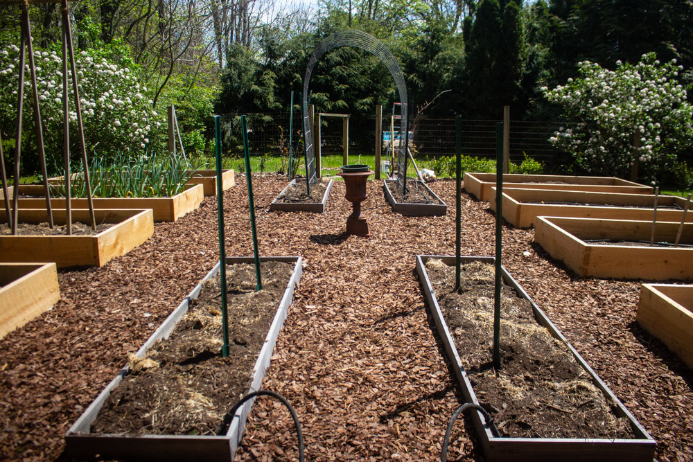 My Cattle Panel Trellis – Kevin Lee Jacobs