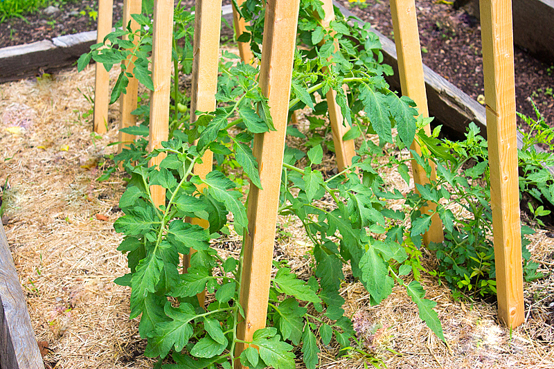 Video: How to Build a Tomato Trellis – Kevin Lee Jacobs