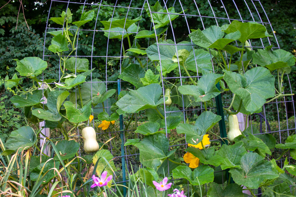 Late July Kitchen Garden Tour – Kevin Lee Jacobs