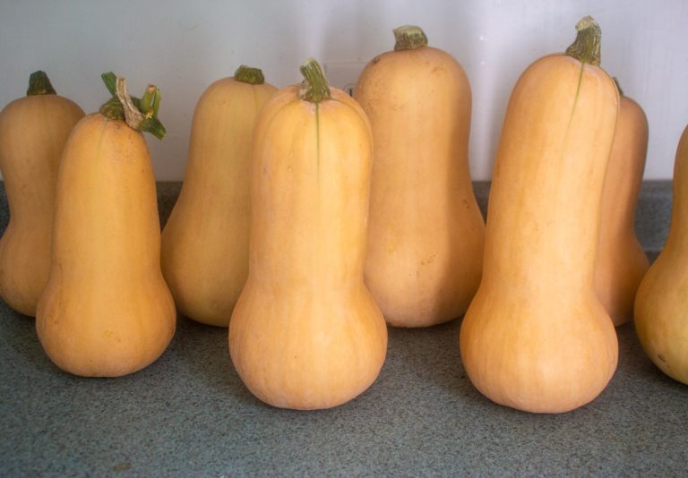 How to Harvest, Cure and Store Butternut Squash – Kevin Lee Jacobs