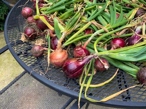 How to Cure Onions for Winter Storage – Kevin Lee Jacobs