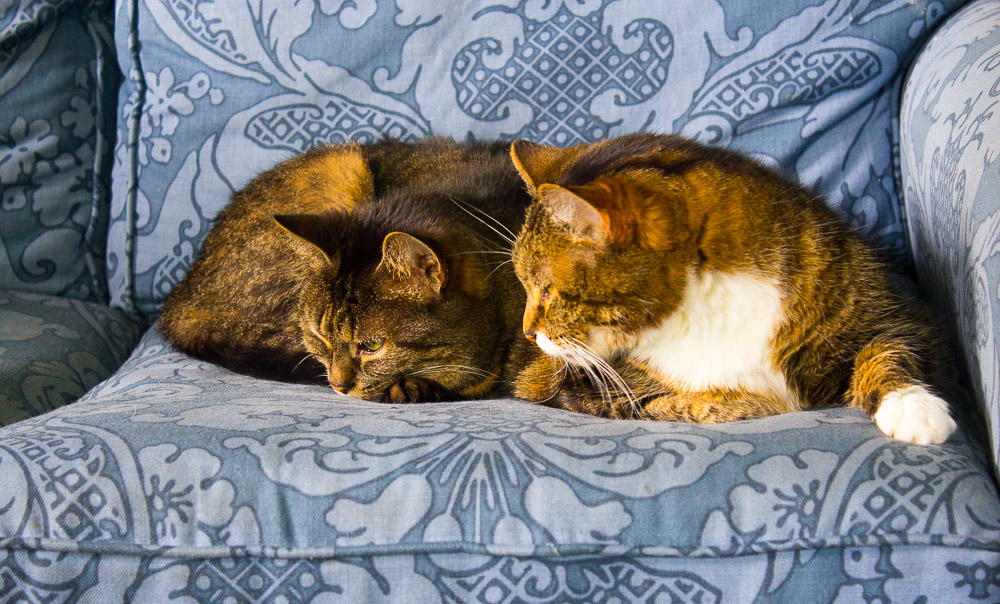 Tiger the Cat (2003-2021) – Kevin Lee Jacobs