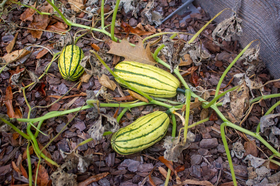 2021 Kitchen Garden Report (Yours and Mine) – Kevin Lee Jacobs