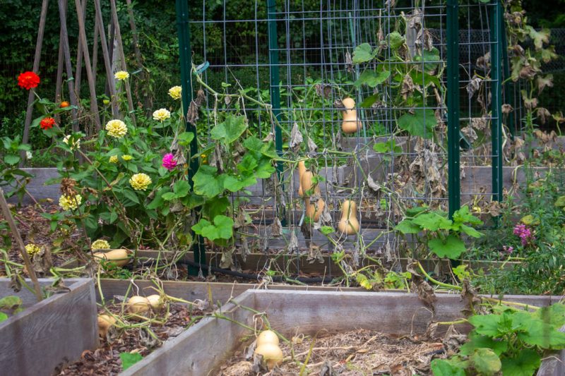 Kevin Lee Jacobs – Page 5 of 126 – Gardening, Recipes & Home Décor Tips