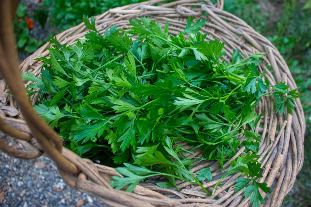 How to Dry Parsley in the Oven – Kevin Lee Jacobs