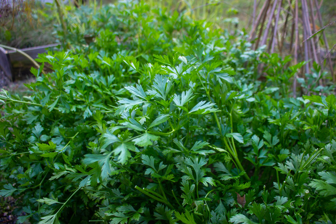 How to Dry Parsley in the Oven – Kevin Lee Jacobs